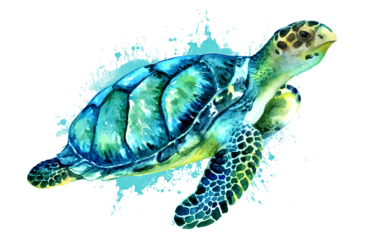 Twisted Turtle Customs